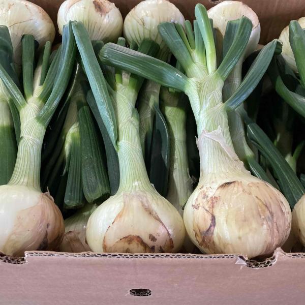 サラダにいかがですか？軽く水にさらしておかか、ツナ、かつおぶし、などど和えてサラダにいかがですか？