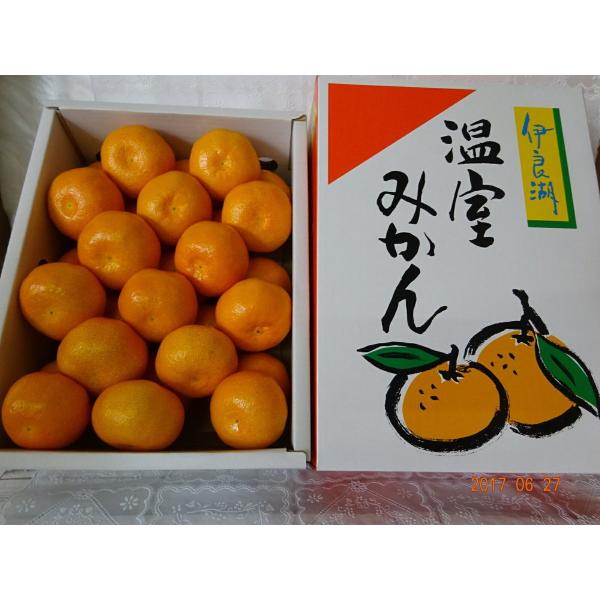 日本一のハウスみかん！最高に美味しいハウスみかんをどうぞ！潮風の当たるところでは、昔から美味しいみかんが取れるといわれています。渥美半島の先端、伊良湖岬では昔から美味しいみかんが取れて、知る人ぞ知るみかんと言われております。糖度が高く、程よ...