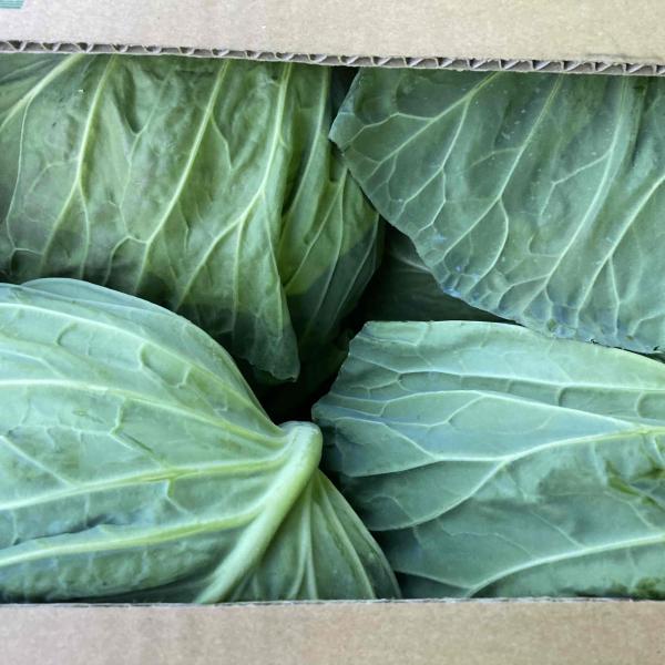 愛知県の渥美半島は、日本一のキャベツの産地です。生食に向いた初夏キャベツをお届けいたします