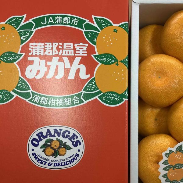 最高に美味しいみかん！！潮風の当たるところでは、昔から美味しいみかんが取れるといわれています。蒲郡では昔から美味しいみかんが取れて、知る人ぞ知るみかんと言われております。糖度が高く、バランスの取れた最高級のハウスみかんです。ご贈答にピッタリ...