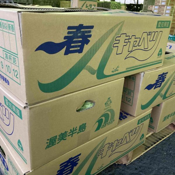 愛知県の渥美半島は、日本一のキャベツの産地です。生食に向いた春ャベツをお届けいたします。