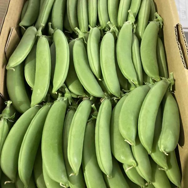 塩ゆでで美味しい！マヨネーズをつけて、おつまみにどうぞ！