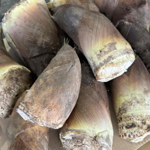 朝一番に市場に出荷されたばかりのタケノコをお届けします。