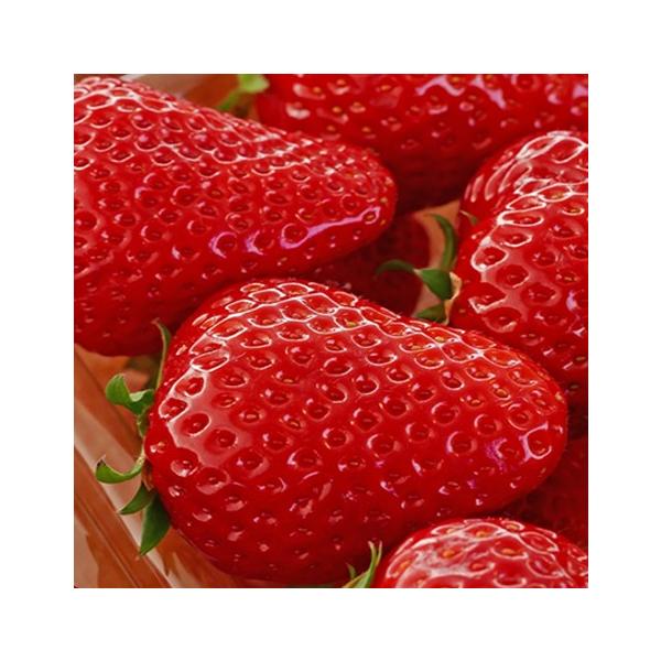 甘さと酸味のバランスが最高のいちごです。