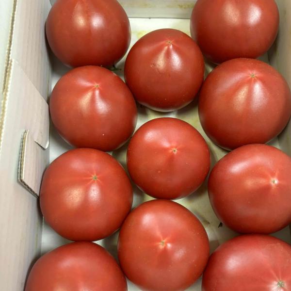 節水で糖度を上げていますが、トマトらしい酸味もあり味わい深いトマトです。昔のトマト美味しいトマトは皮が硬くなります