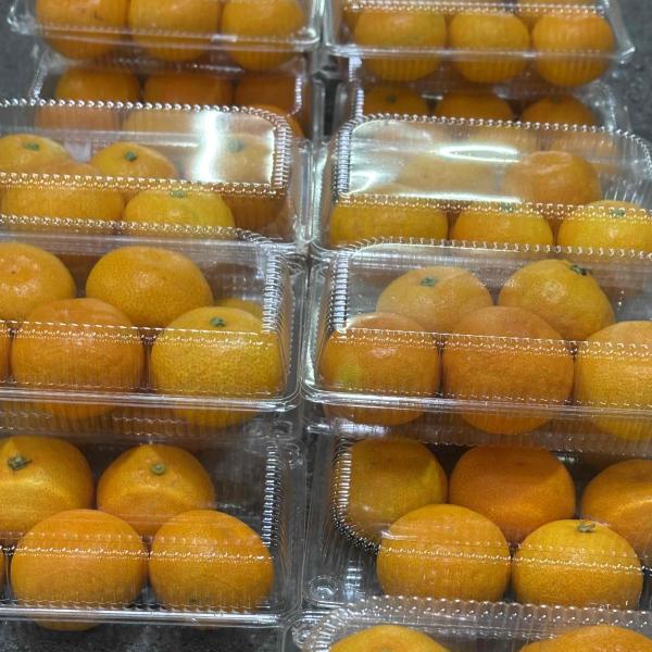 蒲郡ハウスミカン、大人気です。ご家庭で食べられるようなお買い得品が出ました。