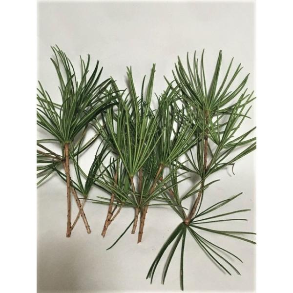 この商品はメール便またはレターパックライト（２セットの場合）にて送りとなります。２セットまで同包できます自然栽培（無農薬、無肥料）のコウヤマキの切り枝です。封筒に入る長さでお送りします。２0センチ程度＊長めご希望の方は宅配送りをお選びくださ...