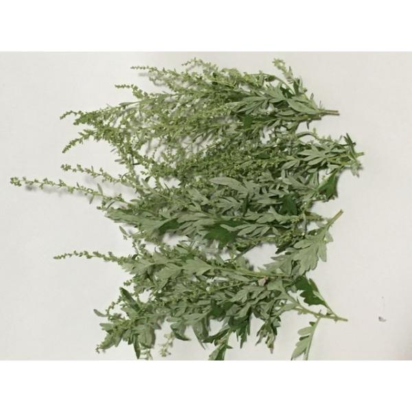 ヨモギは野草の女王といわれ、薬効、栄養とも最高の天然薬と呼ばれています。高さ10〜15センチ前後以内の低い苗の先端部のみを摘み取ってお送りいたします。長く成長したヨモギは先端部であっても収穫いたしません。（効能、香りとも低下するため）この商...