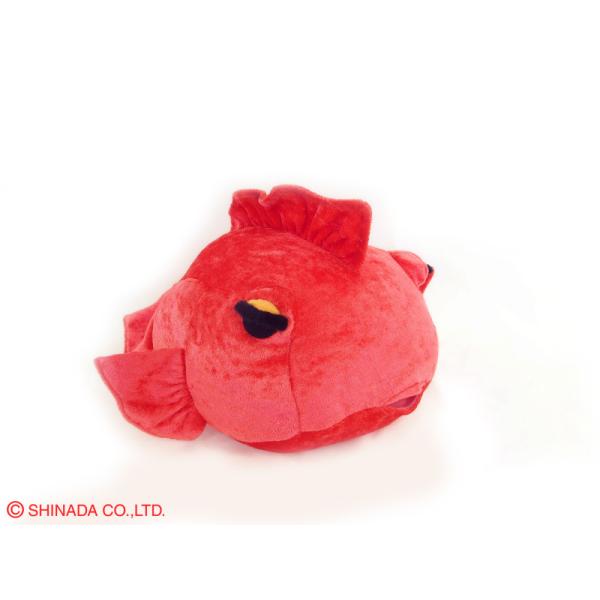 水の澄んだ泉などに棲んでいます。底近くを好むようです。（体が重いので）水底に赤く輝くその姿は巨大な宝石を思わせる美しさと言われているようです。世界で最も大きな種のキンギョです。たいへん温和な性質で、堂々と優雅に泳ぐ姿はさながら女王のようです...