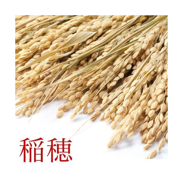 【発売日：2025年10月01日】■長野県産　こしひかり ■１束（1束あたり100本以上あります) ■長さ：切り口から穂先まで約100〜120センチ■稲刈りしたままの状態で発送します。商品到着後は速やかに梱包材を外してください。■10束まで...