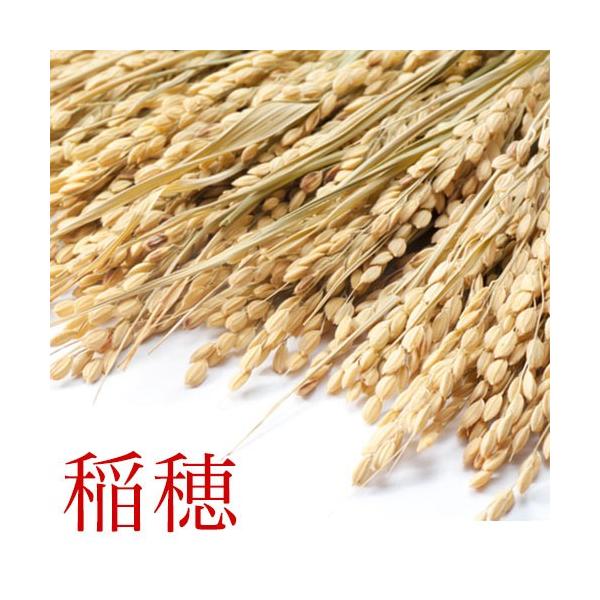 【発売日：2025年10月01日】■長野県産　こしひかり ■２束（1束あたり100本以上あります) ■長さ：切り口から穂先まで約100〜120センチ■稲刈りしたままの状態で発送します。商品到着後は速やかに梱包材を外してください。■10束まで...