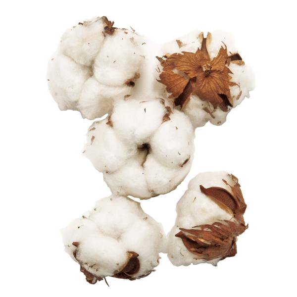 【ご購入後の当店からの連絡はご登録のメールアドレスに通知いたします。必ずご確認ください】【商品概要】サイズ:Φ約6.0cm本体重量:0.051kg色:ナチュラル素材:天然素材【商品説明】【商品詳細】ブランド：オオチノウエン(Ohchinou...