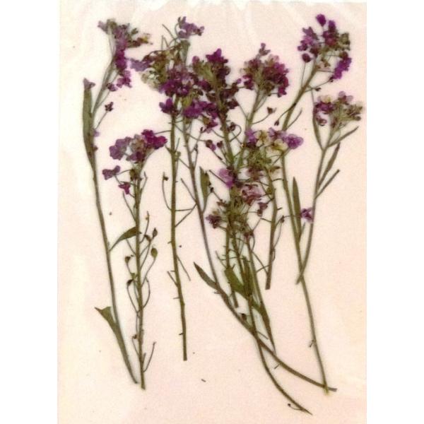 【ご購入後の当店からの連絡はご登録のメールアドレスに通知いたします。必ずご確認ください】【商品概要】【商品説明】【商品詳細】ブランド：フクサン商品種別：ホーム＆キッチン商品名：フクサン 押し花パック アリッサム 紫 FUK-1015製造元：...