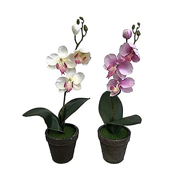 【ご購入後の当店からの連絡はご登録のメールアドレスに通知いたします。必ずご確認ください】【商品概要】商品サイズ:高さ6.5cm×幅7cm商品内容:ミニ胡蝶蘭(ラベンダー・ホワイトビューティ)×2個製造国:日本その他仕様:SC/CT触媒加工済...
