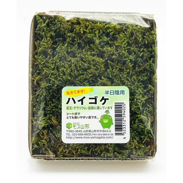 【ご購入後の当店からの連絡はご登録のメールアドレスに通知いたします。必ずご確認ください】【商品概要】半日陰用苔玉・テラリウム・盆栽に適しています。シート状でとても使いやすい苔です。天然素材のため、写真と実際の商品とは細部や色合いが異なる場合...
