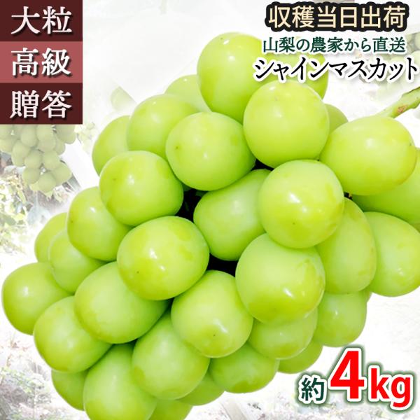 【ご予約受付中！ 朝採れ出荷】山梨県産の最高級ぶどう『シャインマスカット』です。高糖度で粒もbig！農家より直送！品番:shinem4kg■品名:シャインマスカット 4kg■産地:山梨県の葡萄農園■内容量:約4kg■等級・サイズ:秀品 2L...