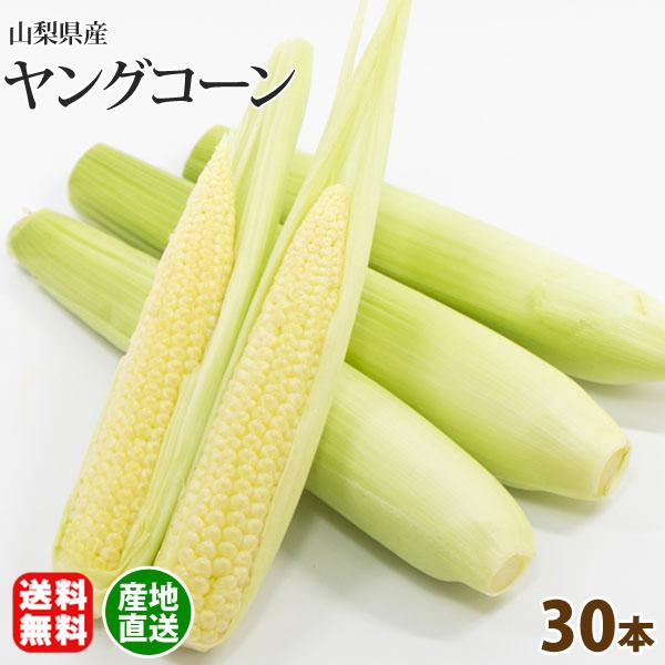 ■品名:山梨県産 ヤングコーン 30本入り■産地:山梨県産■内容量:30本入※大きさに多少のばらつきがありますが、ご了承ください。■品種:ゴールドラッシュ■賞味期限・保存方法:商品到着後は直射日光を避け涼しい場所または冷蔵庫にて保管し、お早...