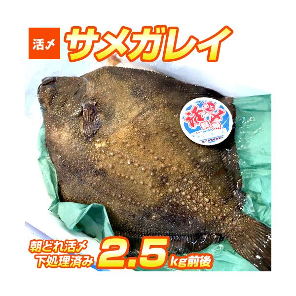 ■なまら旨い！活〆サメガレイ近年では、その美味しさが評価され、高級魚の部類にも入るサメガレイ。ゴツゴツ、ザラザラとした見た目からは想像もつかないような、繊細な味わいと良質な身質。脂のノリがとても良く、クセがない味わいサメガレイは、万人に愛さ...