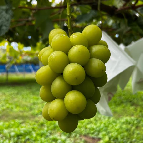 【発売日：2026年09月15日】販売期間：９月下旬〜１０月中旬自社栽培(cocolo farm、慣行栽培)のぶどうです。一房あたり450g~600g程度の予定です。出荷時期は目安です。しっかりと糖度が上がってからの出荷になります。基本的に...