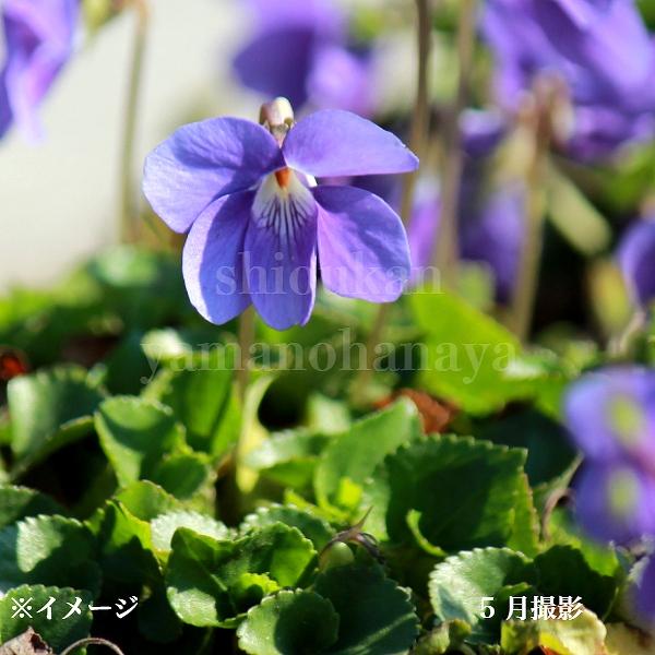 　和名：磯菫　学名：Violagrayi（ビオラ）　分類：スミレ科スミレ属　耐寒性多年草　開花時期：５月　管理場所：日向　耐暑性（弊社で経験済みの温度）：３０℃　耐寒性（弊社で経験済みの温度）：-１５℃海岸の砂地に生える植物です。スミレの中...