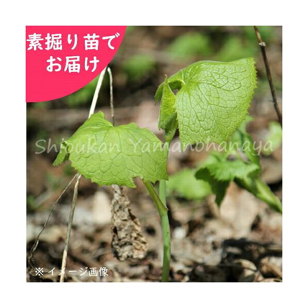 　別名：イヌドウナ、ボンナ、ウドブキ　学名：Paraseneciohastatussubsp.Tanakae　草丈：50~1.5m程　分類：キク科コウモリソウ属　耐寒性多年草　開花時期：7〜9月　管理場所：　湿り気のある半日陰　耐暑性（弊社...