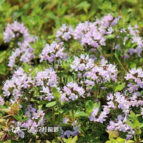 　和名：伊吹麝香草　別名：タイム、イワジャコウソウ、ナンマンジャコウソウ　学名：Thymusquinquecostatus（タイム）　分類：シソ科イブキジャコウソウ属　小低木　耐寒性多年草　開花時期：6〜8月　管理場所：日向　耐暑性（弊社で...