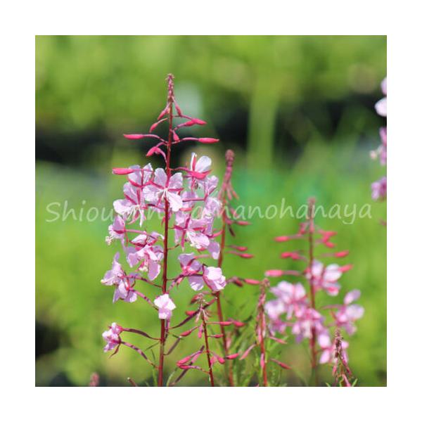 　商品名：ヤナギラン（やなぎらん）　和名：薄桃花柳蘭　別名：ヤナギソウ　学名：Epilobiumangustifolium　草丈：40〜120ｃｍ　分類：アカバナ科ヤナギラン属　耐寒性多年草　開花時期：6〜8月　耐暑性（弊社で経験済みの温度...