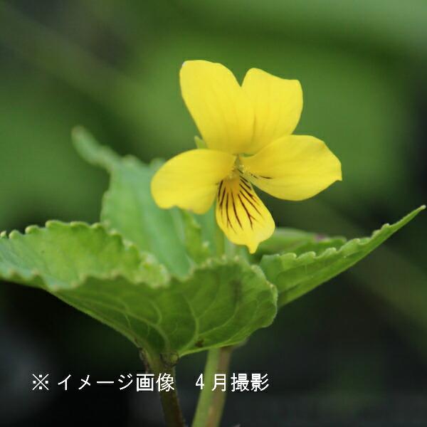 　和名：大葉黄菫　学名：Violabrevistipulata(Franch.&amp;Sav.)W.Becker（ビオラ）　分類：スミレ科スミレ属　耐寒性多年草　自生地：北海道南西部から本州近畿地方以北の日本海側　開花時期：５〜６月　草丈...