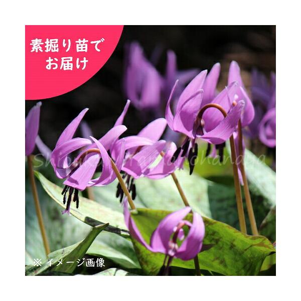 　商品名：カタクリ（かたくり）　和名：片栗　学名：ErythroniumjaponicumDecne.　別名：堅香子（かたかご）　分類：ユリ科カタクリ属　耐寒性多年草　開花時期：3〜5月　管理場所：半日陰　耐暑性（弊社で経験済みの温度）：３...
