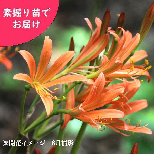 　和名：狐の剃刀　学名：Lycorissanguinea　（リコリスサンギネア）　草丈：３０〜６０ｃｍ　分類：ヒガンバナ科ヒガンバナ属　耐寒性多年草（※有毒植物）　開花時期：8月　耐暑性（弊社で経験済みの温度）：２５℃　耐寒性（弊社で経験済...