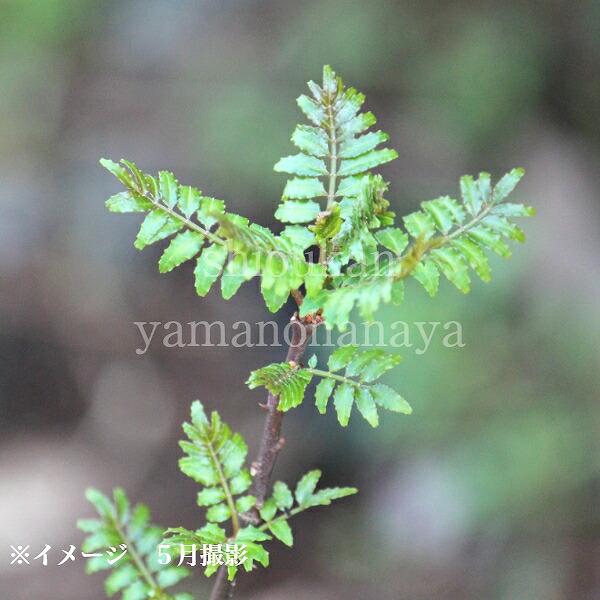 　商品名：サンショウ（さんしょう）　和名：山椒　学名：Zanthoxylumpiperitum　花言葉：魅惑、健康　分類：ミカン科サンショウ属　落葉低木　　開花時期：4〜5月　耐暑性（弊社で経験済みの温度）：３０℃　耐寒性（弊社で経験済みの...