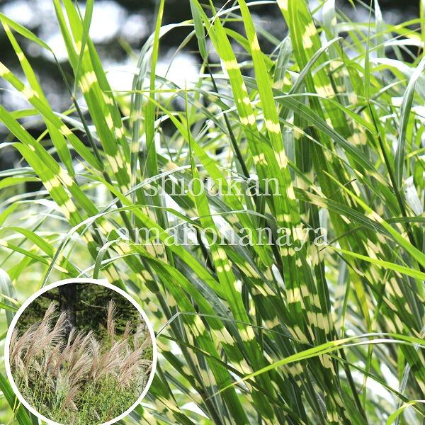 　和名：鷹の羽ススキ　別名：ヤハズススキ（矢筈薄）、矢羽ススキ、ヤハズススキ　分類：イネ科ススキ属　耐寒性多年草　草丈：1ｍ〜1.5ｍ　開花時期：8〜10月　日光条件：日向〜半日陰　耐暑性（弊社で経験済みの温度）：３０℃　耐寒性（弊社で経験...