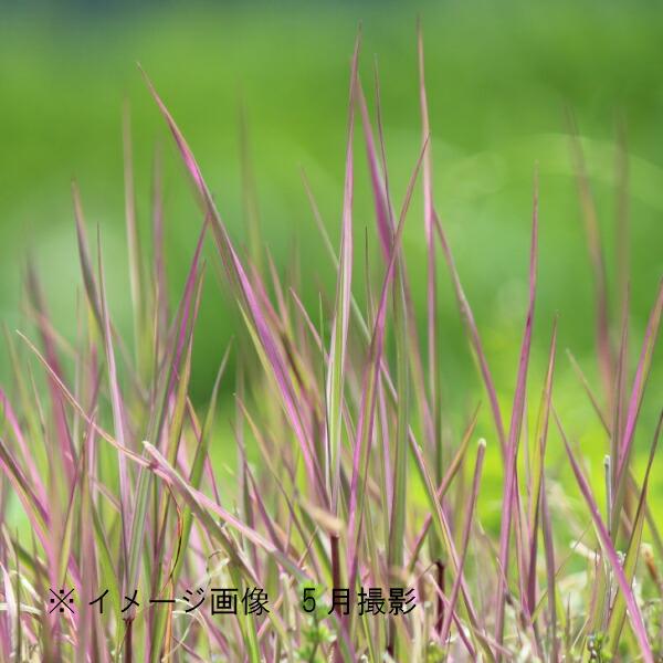 　学名：Phalaris arundinacea　和名：十和田葦（とわだあし）　分類：イネ科クサヨシ属　耐寒性多年草　草丈：２０〜４０ｃｍ　耐暑性（弊社で経験済みの温度）：３０℃　耐寒性（弊社で経験済みの温度）：-１５℃春〜夏あたりに葉が淡...