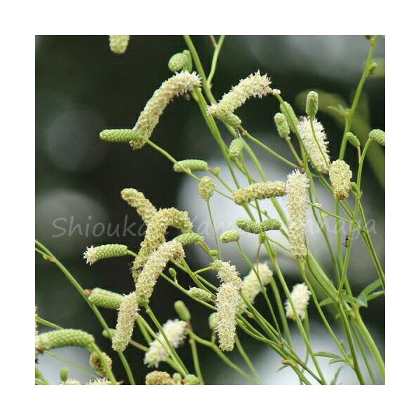 　商品名：長穂白花ワレモコウ（ながほのしろばなわれもこう）　和名：長穂白花吾亦紅　学名：Sanguisorbatenuifolia'Alba'（サンギソルバ）　草丈：50ｃｍ〜1.5ｍ　分類：バラ科ワレモコウ属　耐寒性多年草　開花時期：8〜...