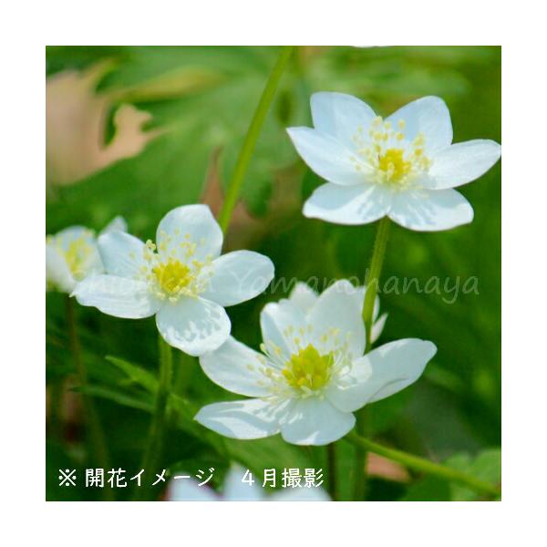 　和名：東北二輪草　学名：Anemoneflaccida　別名：フクベラ、ガショウソウ　草丈：１０~２０cm　分類：キンポウゲ科イチリンソウ属　耐寒性多年草　開花時期：４〜５月　耐暑性（弊社で経験済みの温度）：３０℃　耐寒性（弊社で経験済み...