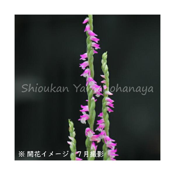 　和名：捩花（ねじばな）　別名：捩摺（モジズリ）、ネジレバナ、ネジリバナ、ネジリソウ　学名：Spiranthessinensisvar.amoena　英名：Lady’stresses,Screwflower　原産地：日本、中国、朝鮮半島、サ...