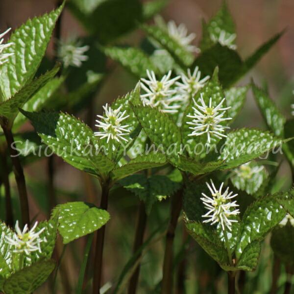 　和名：一人静　別名：吉野静、吉野御前、眉掃草　学名: Chloranthus quadrifolius（クロランサス）　分類：センリョウ科チャラン属　耐寒性多年草 　開花時期：４〜５月　草丈：１０〜４０ｃｍ　管理場所：半日陰　花言葉：隠さ...