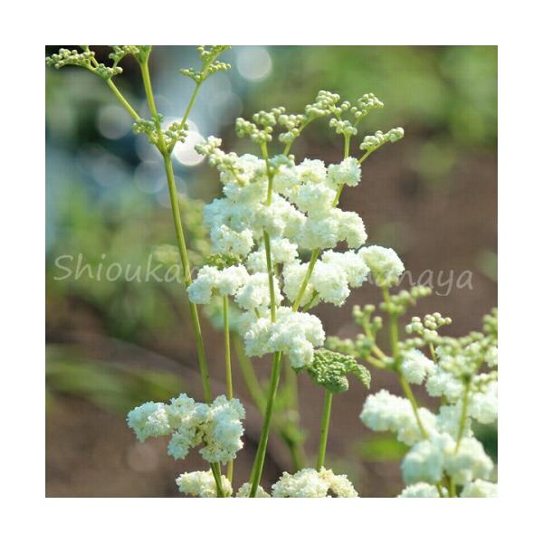 　和名：八重咲き西洋夏雪草（ヤエザキセイヨウナツユキソウ）　別名：玉咲き下野草（タマザキシモツケソウ）　学名：Filipendula ulmaria 'Plena'（フィリペンデュラ ウルマリア）　分類：バラ科シモツケソウ属　耐寒性多年草　...