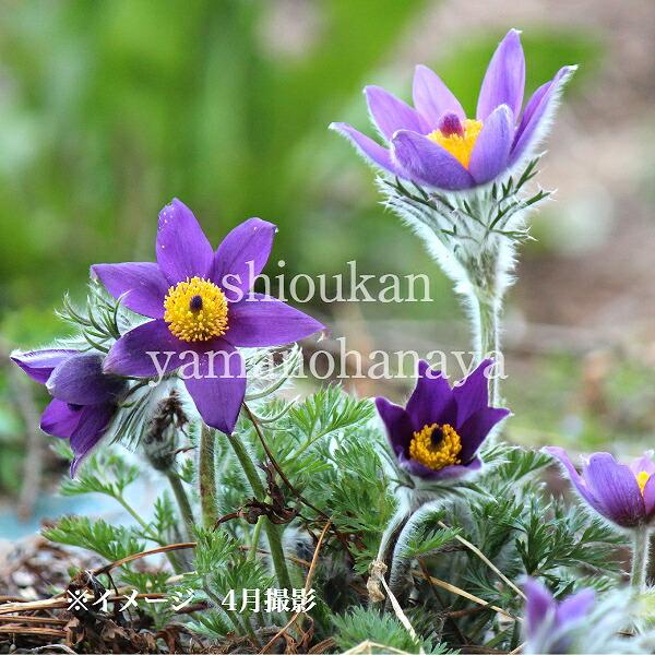 　和名：西洋青花翁草　別名：バイオレッドベルブルガリス　学名：Pulsatillavulgaris'VioletBell'            （プルサティラブルガリスバイオレッドベル）　分類：キンポウゲ科オキナグサ属　耐寒性多年草　開花...