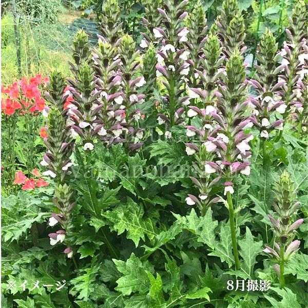 　学名：Acanthus spinosus x mollis‘Mornings Candle’（アカンサスモーニングキャンドル）　和名：ハアザミ　分類：キツネノマゴ科ハアザミ属　常緑多年草　開期：7〜8月　草丈：60〜80ｃｍ　管理場所：日...