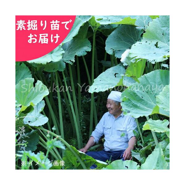 　商品名：アキタフキ（あきたふき）　和名：秋田蕗（アキタブキ）　別名：蝦夷蕗（エゾブキ）、大蕗（オオブキ）　学名：Petasitesjaponicussubsp.Giganteus　草丈：５０ｃｍ〜２ｍ　分類：キク科フキ属　耐寒性多年草　開...