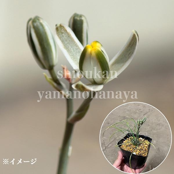 　商品名：アルブカ　フミリス　別名：ナンジャコレ、ケープバルブ　学名：Albuca humilis　花期：春　分類：ユリ科アルブカ属　球根植物　原産地：南アフリカ　草丈：20 cm程　管理場所：日向　夏は日陰　休眠期：夏南アフリカ原産の球根...