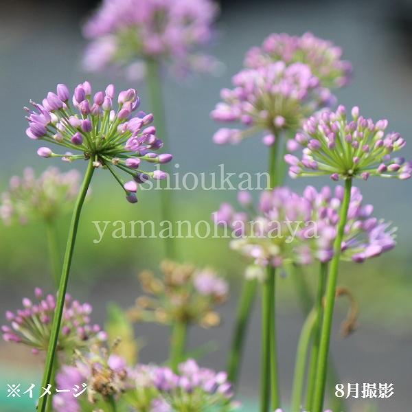 　学名：Allium Millenium（アリウム ミレニアム）　分類：ネギ科　耐寒性宿根草（冬季落葉種）　花期：7〜8月　草丈：20〜40ｃｍ　日照：日向〜半日陰アリウムはネギの仲間でネギ坊主に似た赤紫色の花を咲かせます。魅力的な夏咲きア...