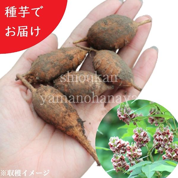 　和名：ほど芋（ほどいも）　学名：Apiosfortunei　別名：ホド、ポテトビーン、インディアンポテト　分類：マメ科ホドイモ属　耐寒性多年草　つる性植物　管理場所：日向　植え付け適期：春　桜が咲くころまで　開花時期：夏　収穫時期：１０月...