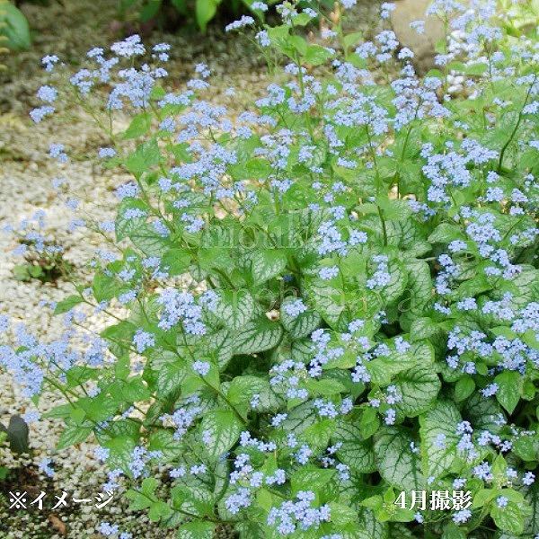 　学名：Brunnera macrophylla ‘Jack Frost’　　　（ブルネラ マクロフィラ ジャックフロスト）　分類：ムラサキ科ブルンネラ属　耐寒性多年草　開花時期：４〜５月　草丈：２０〜４０ｃｍブルンネラは葉の模様の美しさを...