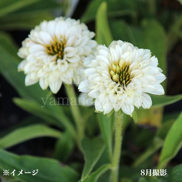 　商品名：エキナセア ホワイトパーフェクション　学名：Echinacea purpurea 'Sunseeker White Perfection'　別名: エキナセア、馬簾菊（ばれんぎく）　分類：キク科エキナセア属　耐寒性多年草　開期：7...