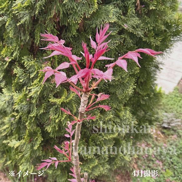 　和名：チャンチンフラミンゴ（香椿 / 香椿フラミンゴ）　学名：Toona sinensis ‘Flamingo’　分類：ウメ科（旧センダン科）チャンチン属　落葉高木　別名：シノニム（香椿 / シンジュ / チュウゴクチャンチン）チャンチン...