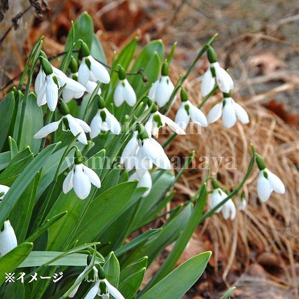 　和名：菊咲一華　別名：菊咲一輪草（キクザキイチリンソウ）　学名：AnemonepseudoaltaicaH.Hara（アネモネ）　分類：キンポウゲ科イチリンソウ属　耐寒性多年草　草丈：１０〜３０ｃｍ　開花時期：３〜５月　耐暑性（弊社で経験...