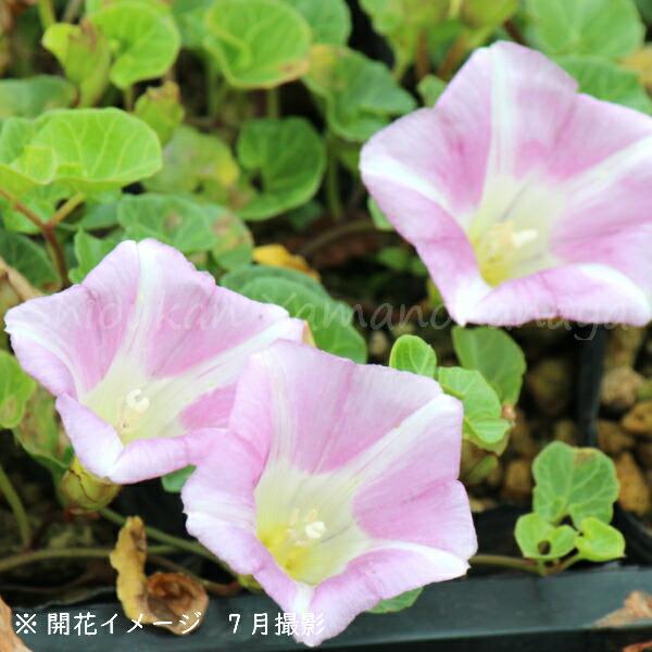　和名：浜昼顔　学名：Calystegiasoldanella(L.)Roem.etSchult.　分類：ヒルガオ科ヒルガオ属　　　　耐寒性多年草　海浜植物　　開花時期：６〜７月　管理場所：日向　耐暑性（弊社で経験済みの温度）：３０℃　耐寒...