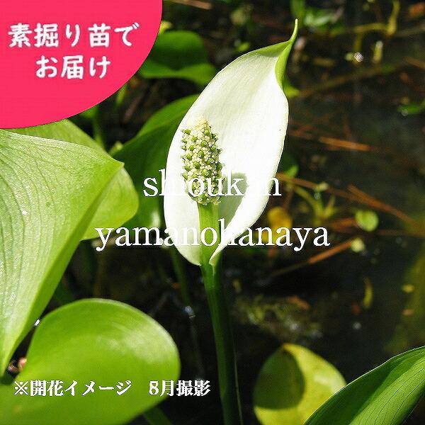 　和名：姫海芋　別名：ミズザゼン、ミズイモ　学名：Callapalustris　分類：サトイモ科ヒメカイウ属　　　　水中植物　耐寒性多年草　開花時期：6〜7月　耐暑性（弊社で経験済みの温度）：３０℃　耐寒性（弊社で経験済みの温度）：-１５℃...